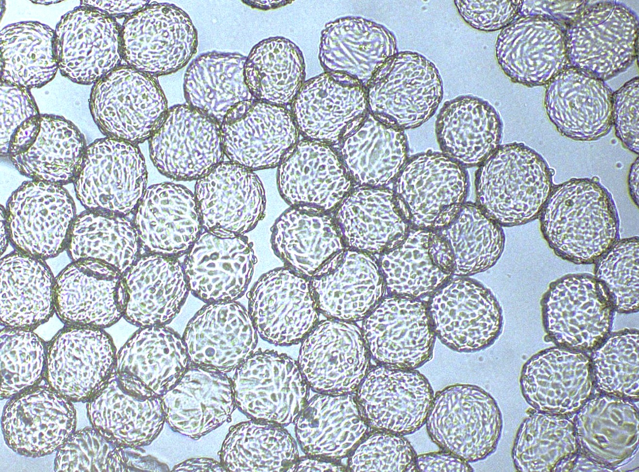 Rousselot and IamFluidics Launch Revolutionary Dissolvable Microcarrier ...